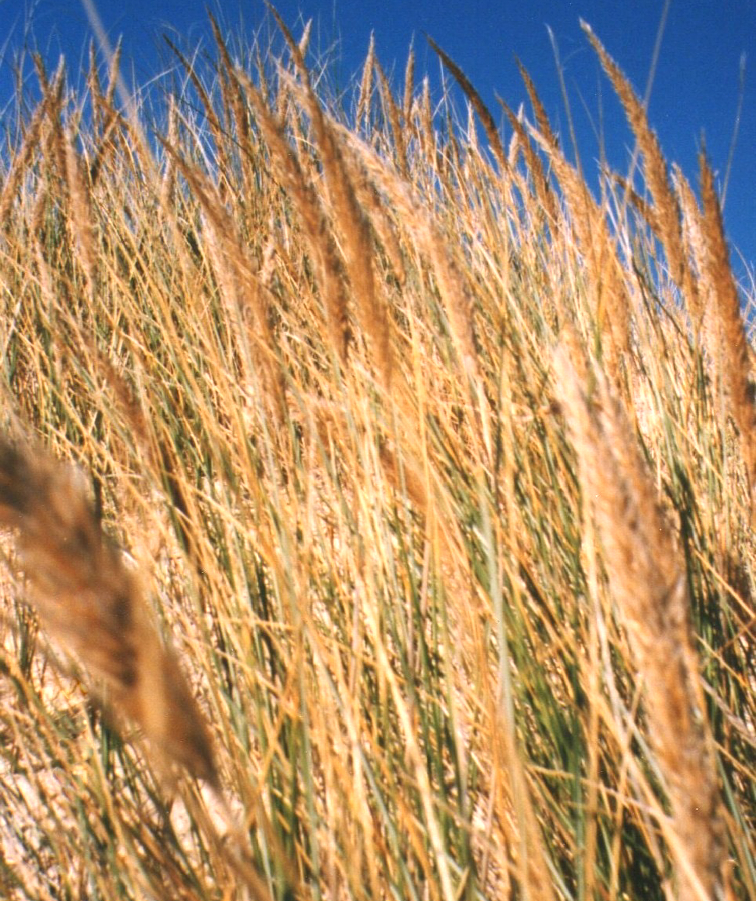 Marram Grass 20/20 Vision in Hindsight – Nelson Coastcare